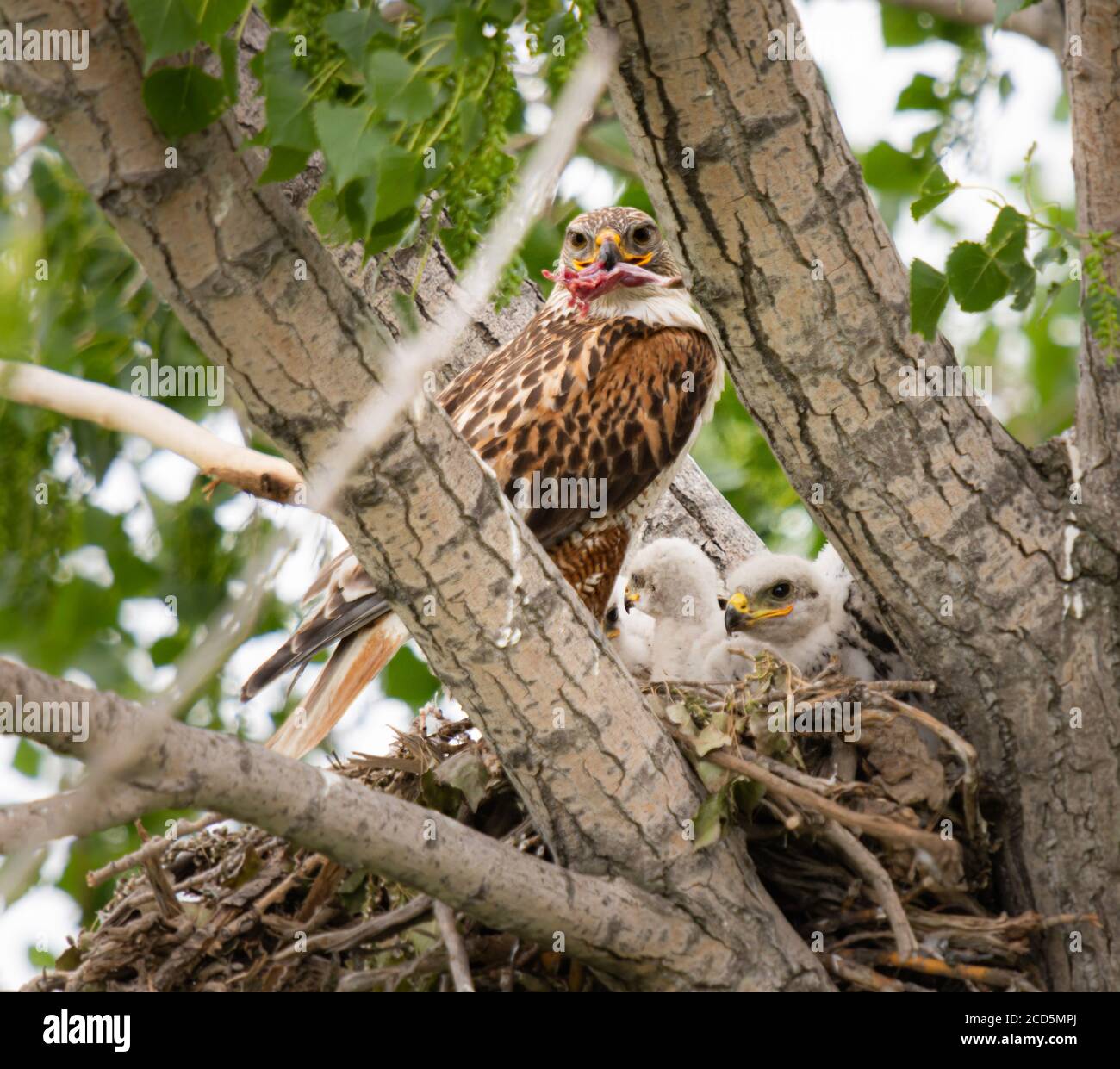 Red Tailed Hawk Family Tree