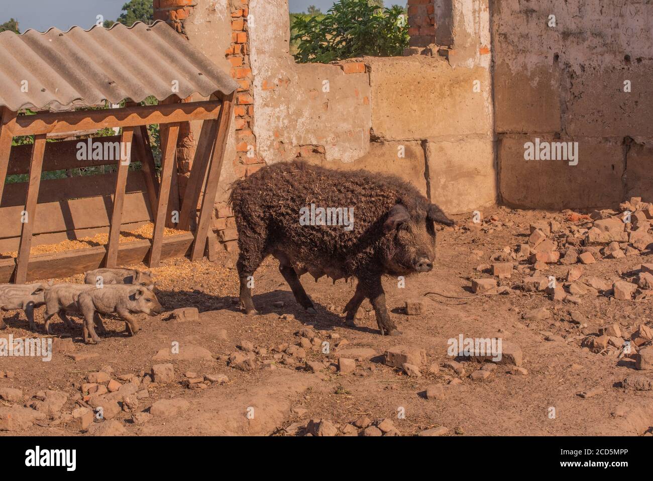 Mangalica a Hungarian breed of domestic pig. Pig mangalitsa Stock Photo ...