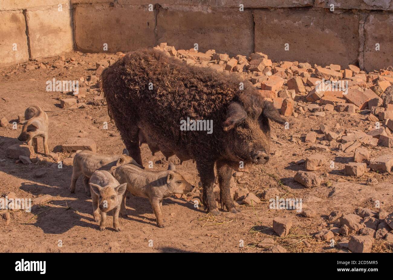 Mangalica a Hungarian breed of domestic pig. Pig mangalitsa Stock Photo ...