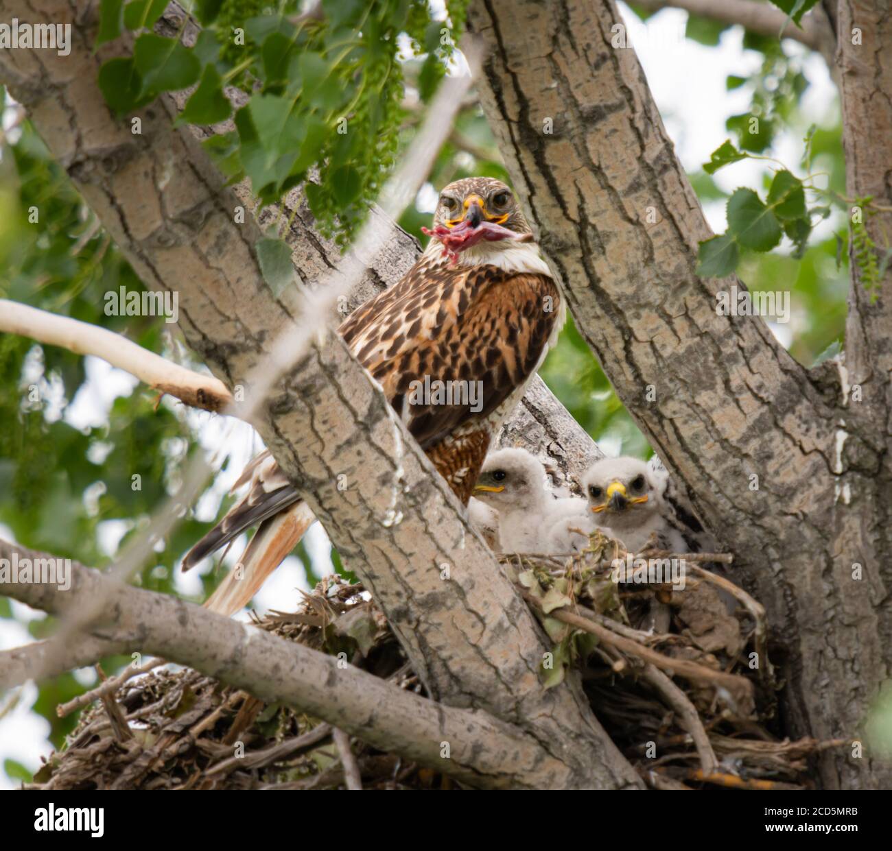 Red tailed hawk family Stock Photo - Alamy