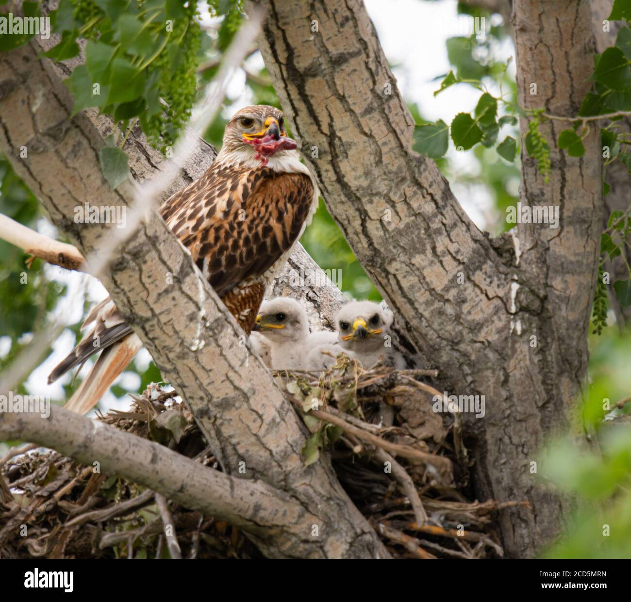 Red tailed hawk family Stock Photo - Alamy