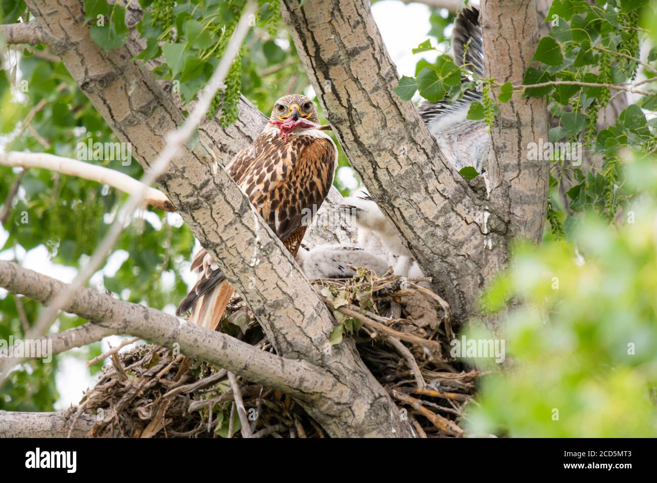 Red tailed hawk nest Stock Photo - Alamy