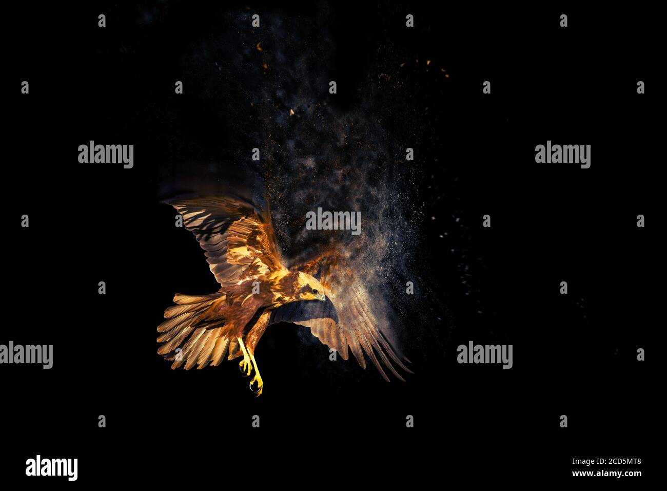 Flying bird. Dispersion, splatter effect. Black background Stock Photo ...