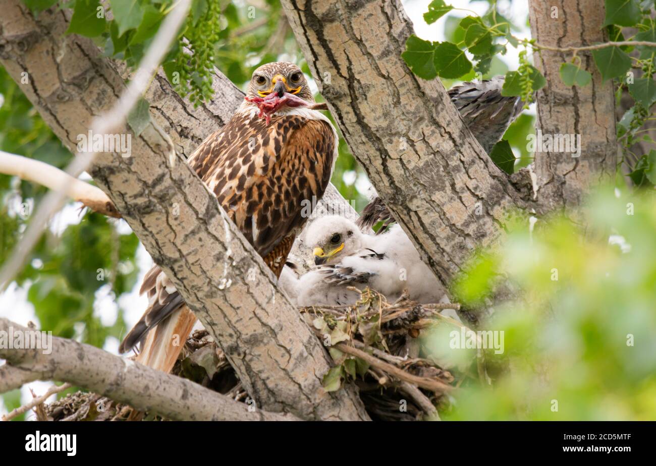 Red tailed hawk nest Stock Photo - Alamy