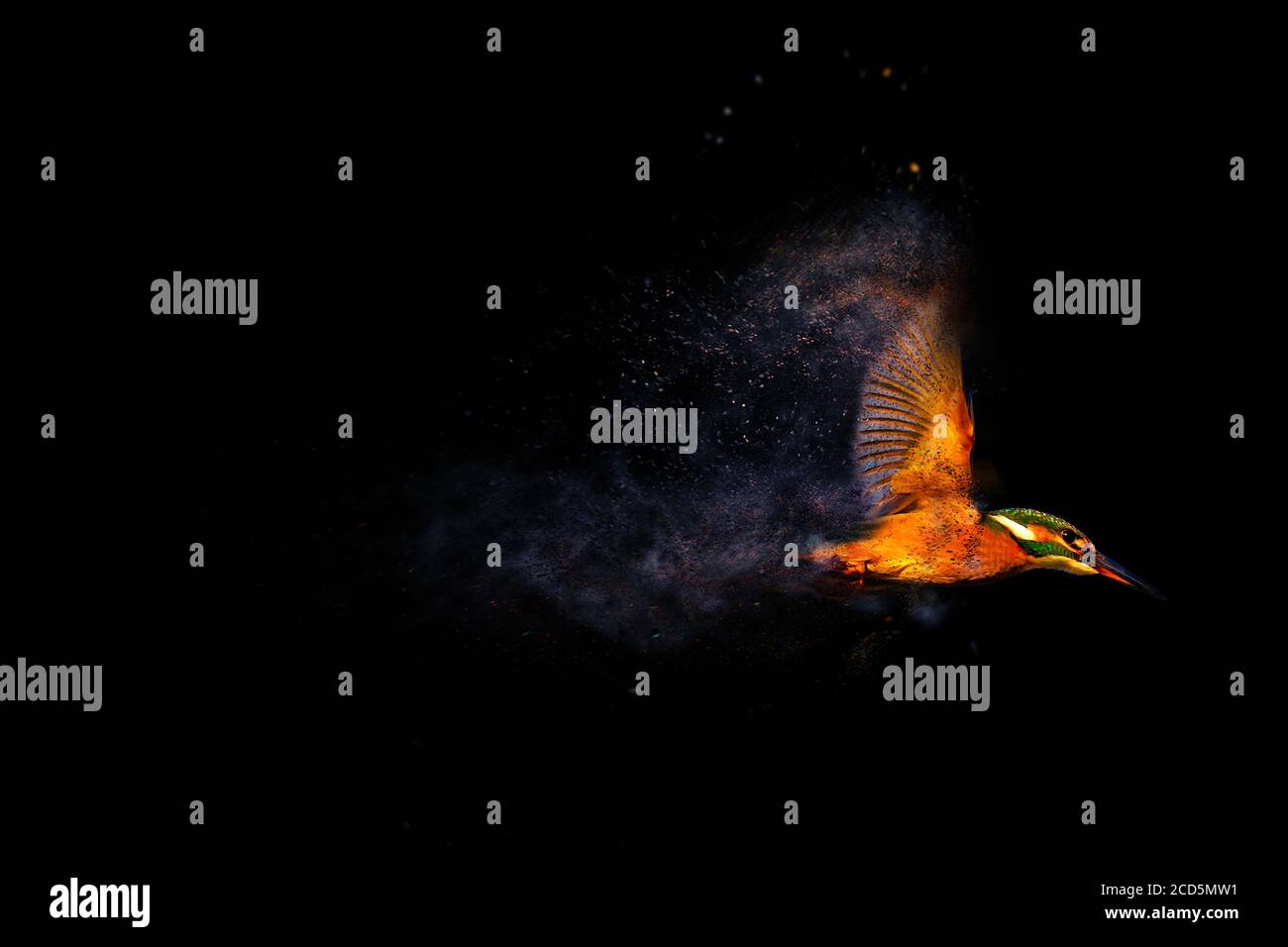 Flying bird. Dispersion, splatter effect. Black background Stock Photo ...