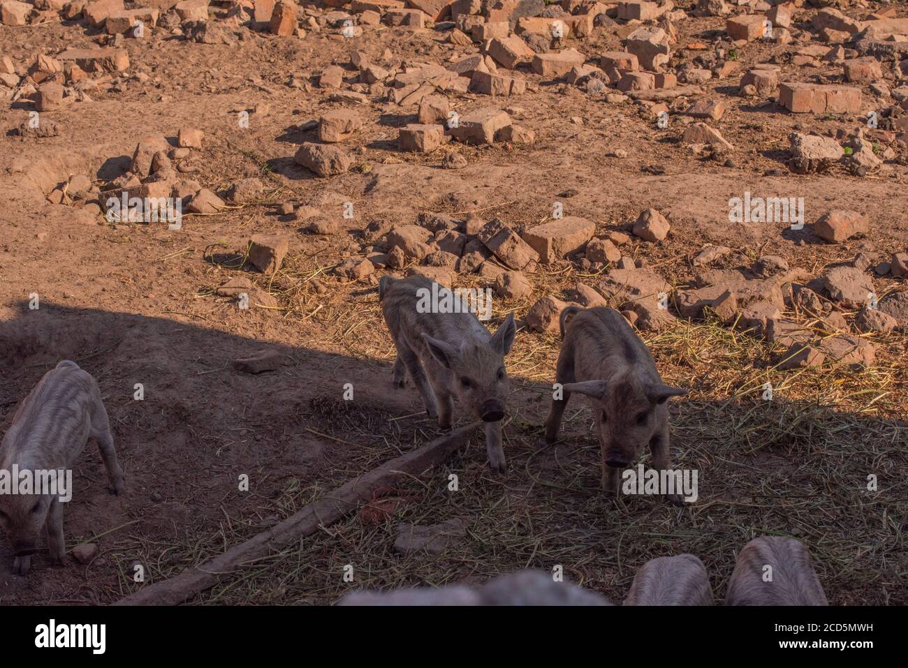Mangalica a Hungarian breed of domestic pig. Pig mangalitsa Stock Photo ...