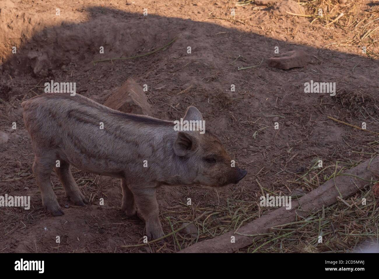 Mangalica a Hungarian breed of domestic pig. Pig mangalitsa Stock Photo ...
