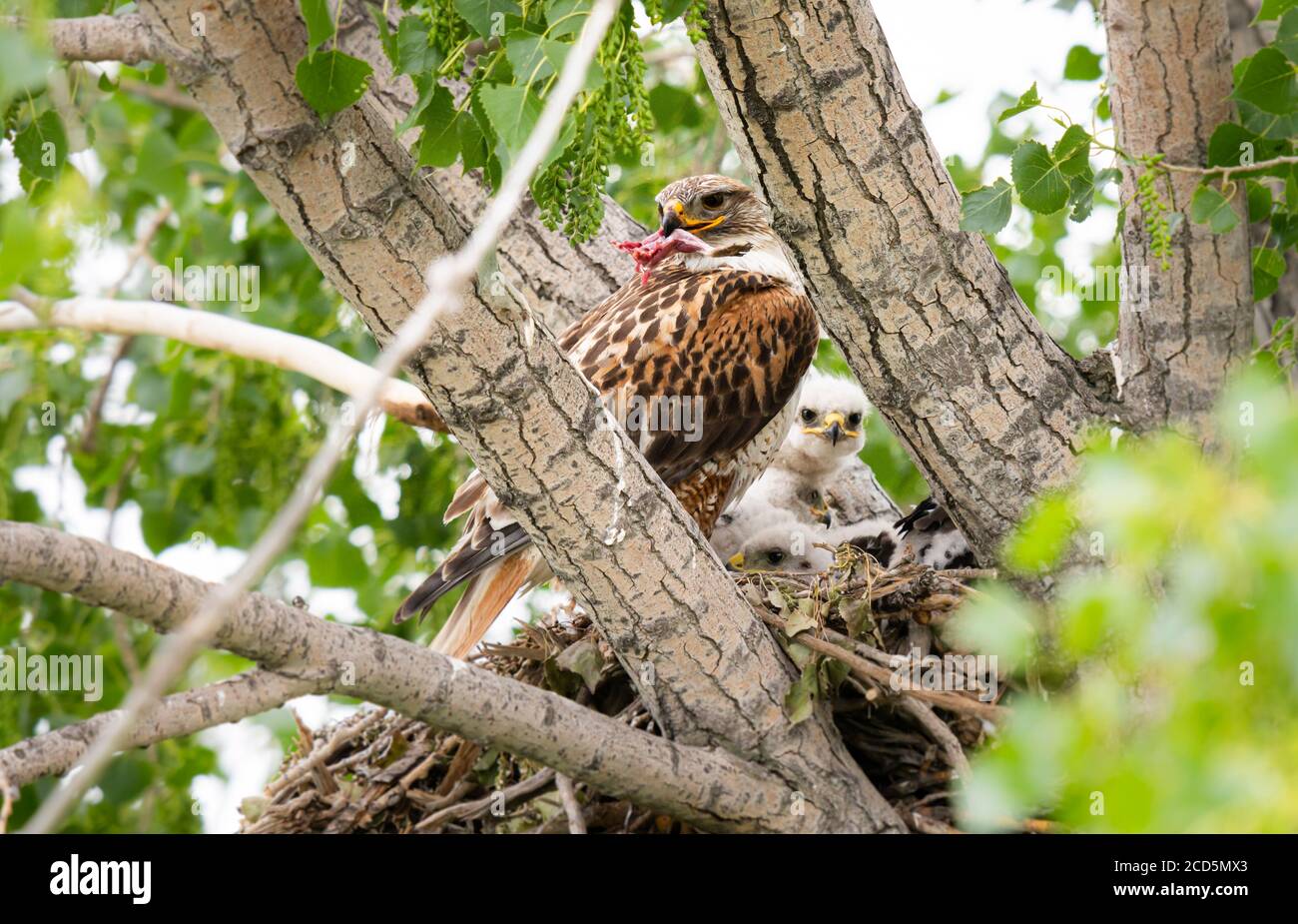 Red tailed hawk nest Stock Photo - Alamy