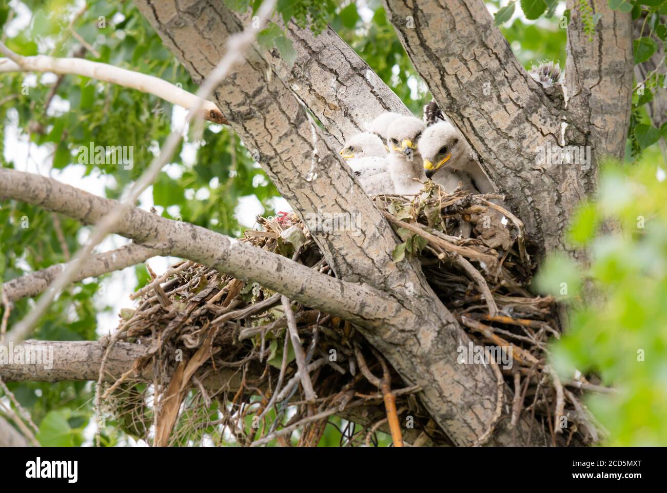 Red tailed hawk nest Stock Photo - Alamy