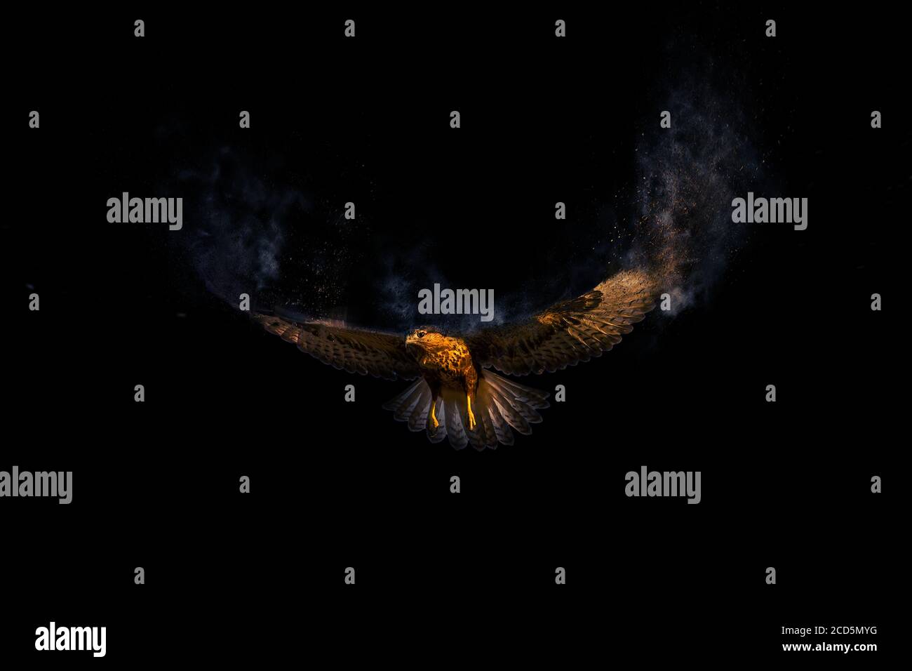 Flying bird. Dispersion, splatter effect. Black background Stock Photo ...