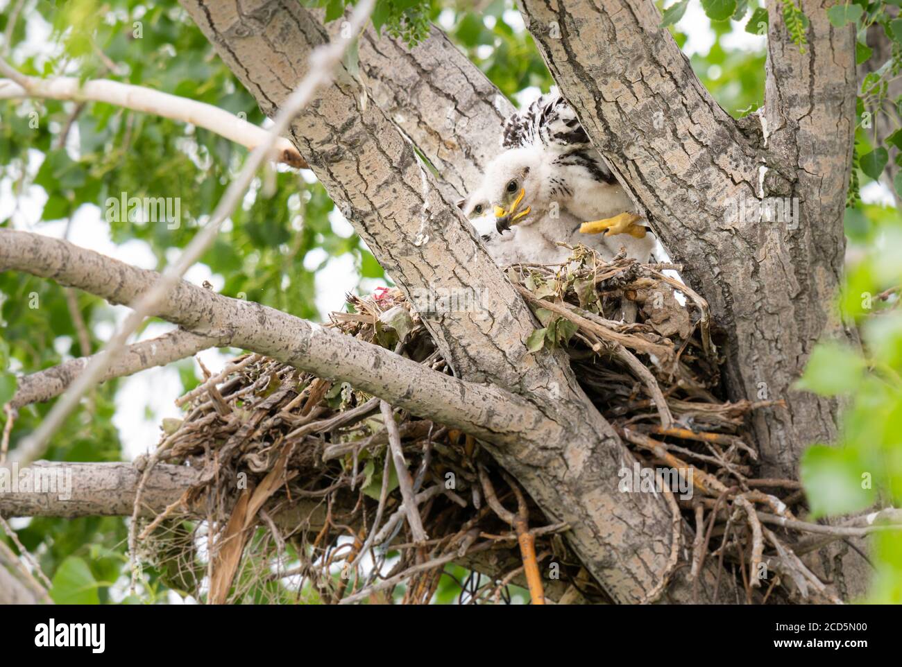Red tailed hawk nest Stock Photo - Alamy