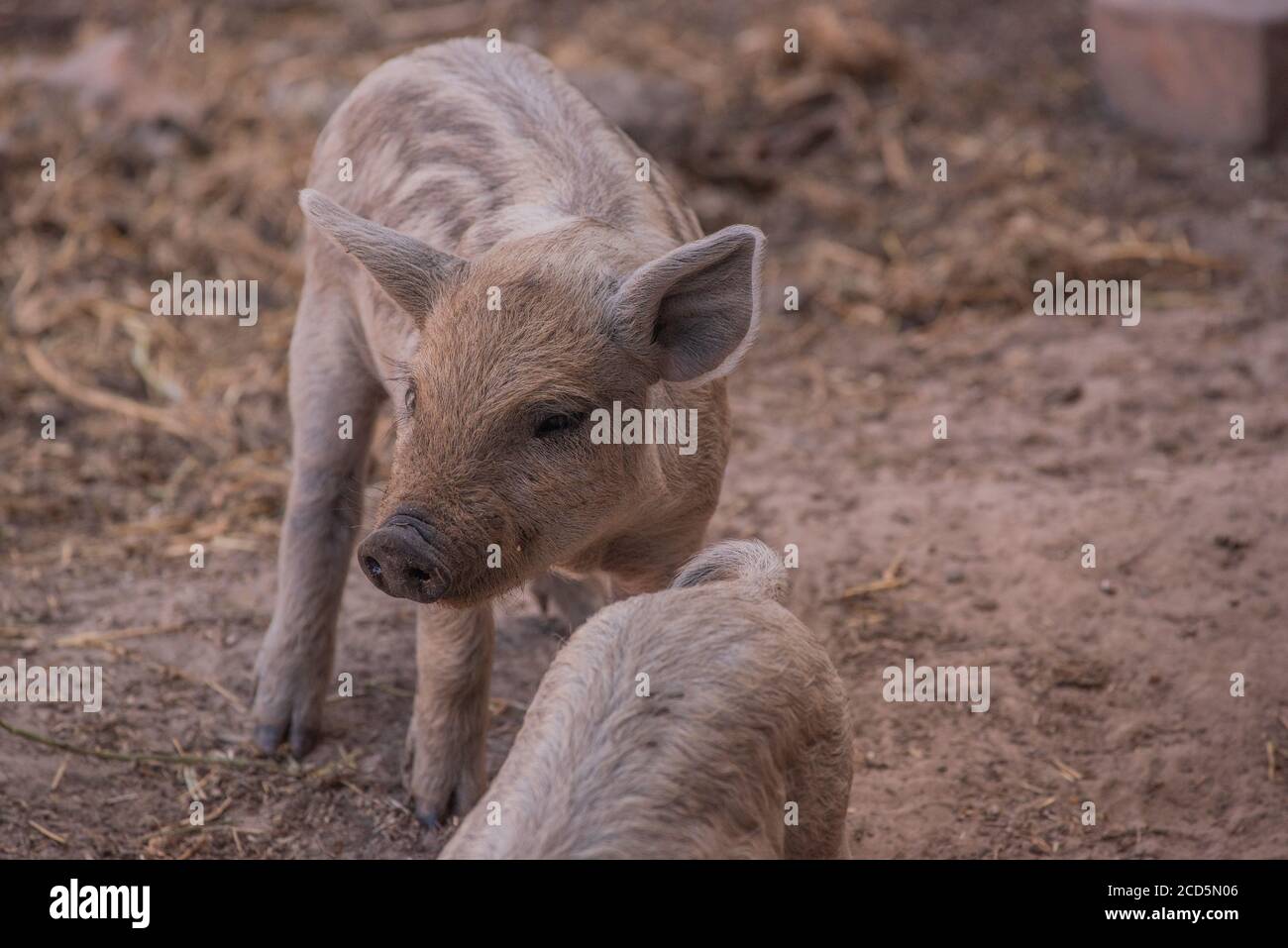 Mangalica a Hungarian breed of domestic pig. Pig mangalitsa Stock Photo ...