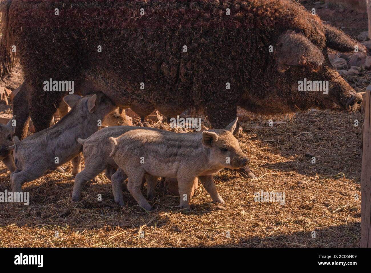 Mangalica a Hungarian breed of domestic pig. Pig mangalitsa Stock Photo ...