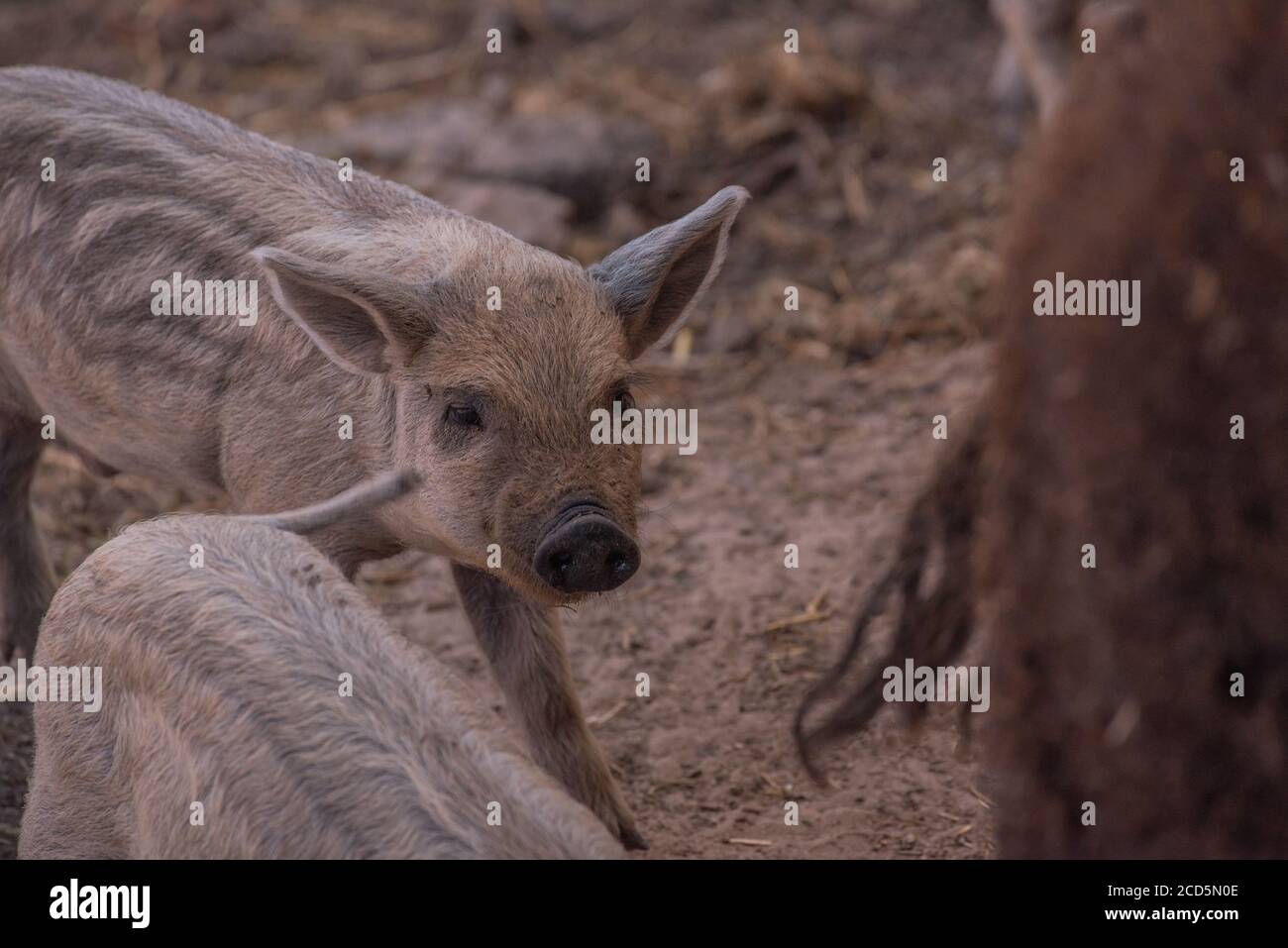 Mangalica a Hungarian breed of domestic pig. Pig mangalitsa Stock Photo ...
