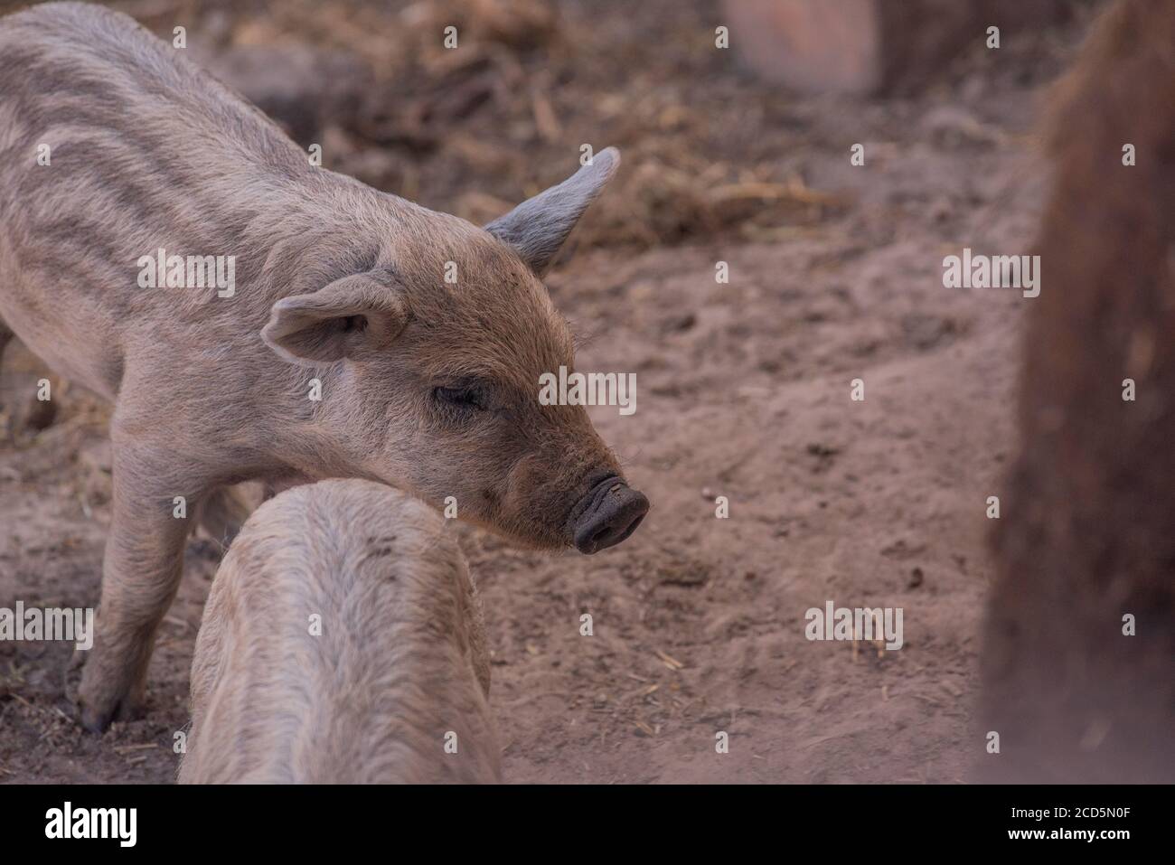 Mangalica a Hungarian breed of domestic pig. Pig mangalitsa Stock Photo ...