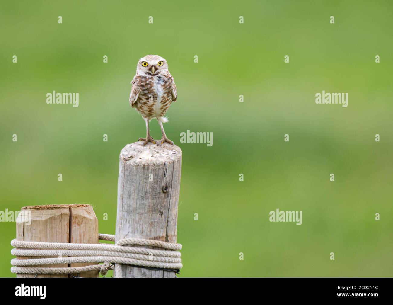 Burrowing owl canada hi-res stock photography and images - Alamy