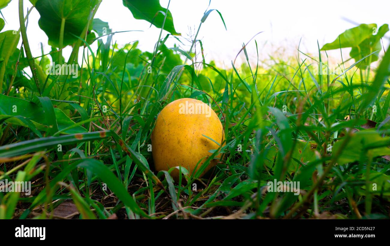 A ripe mango falling from a tree. Enhances the beauty of nature Stock ...