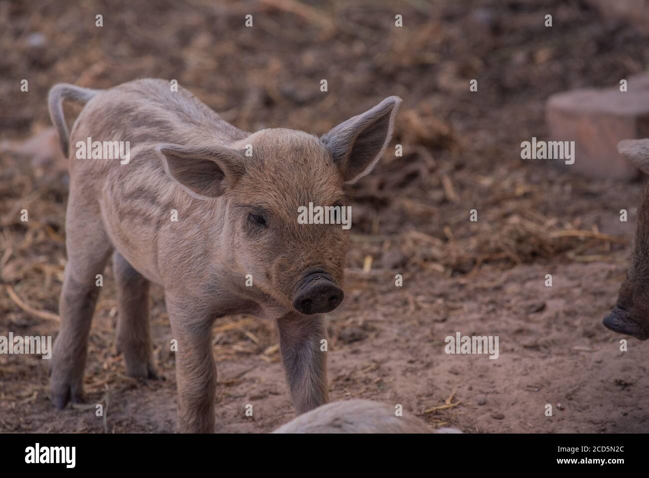 Mangalica a Hungarian breed of domestic pig. Pig mangalitsa Stock Photo ...