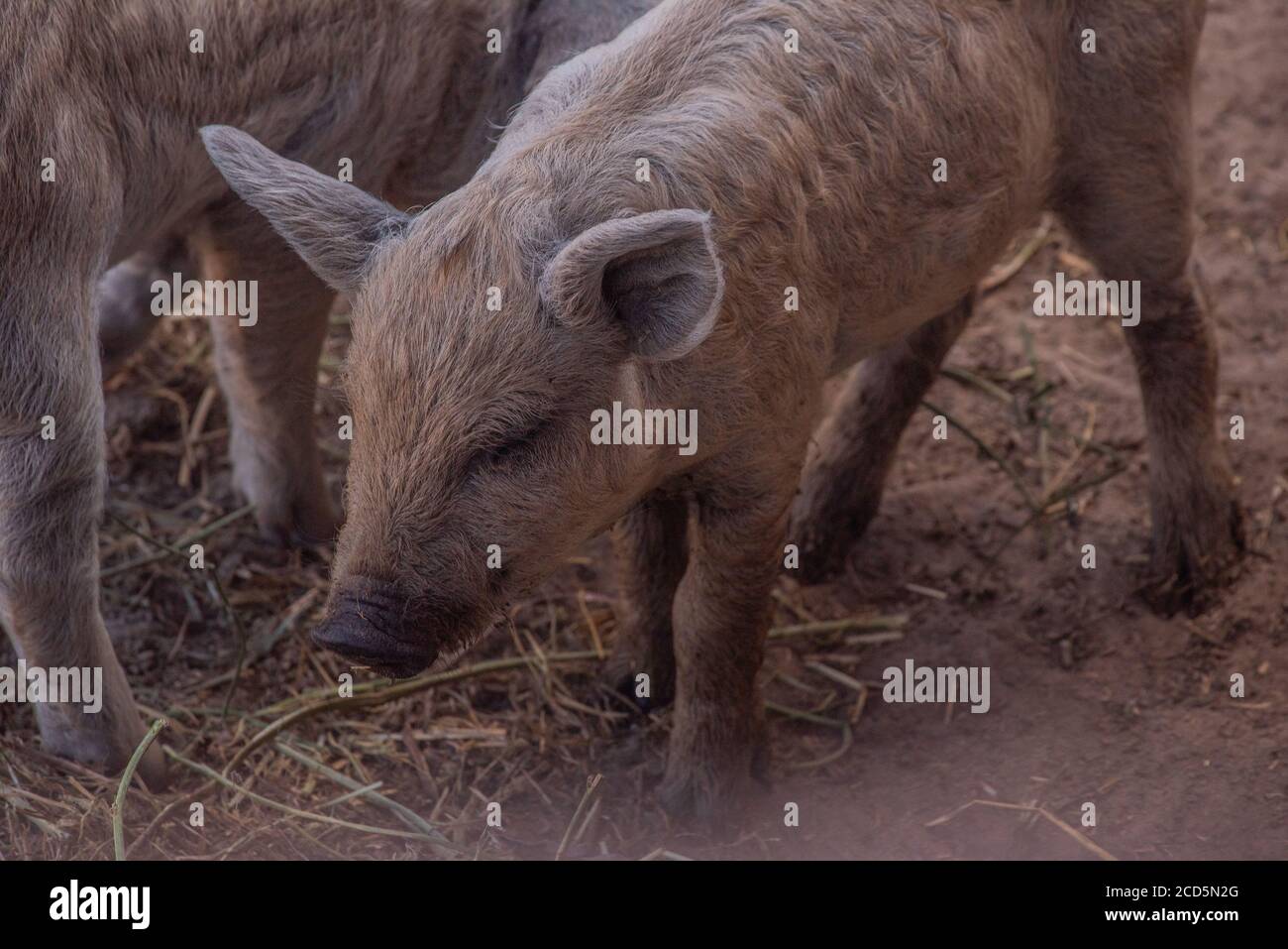 Mangalica a Hungarian breed of domestic pig. Pig mangalitsa Stock Photo ...