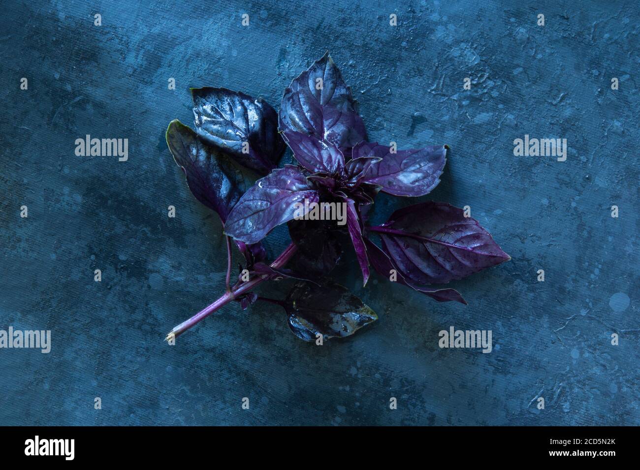 Fresh red basil herb leaves on black background. Purple Dark Opal Basil ...