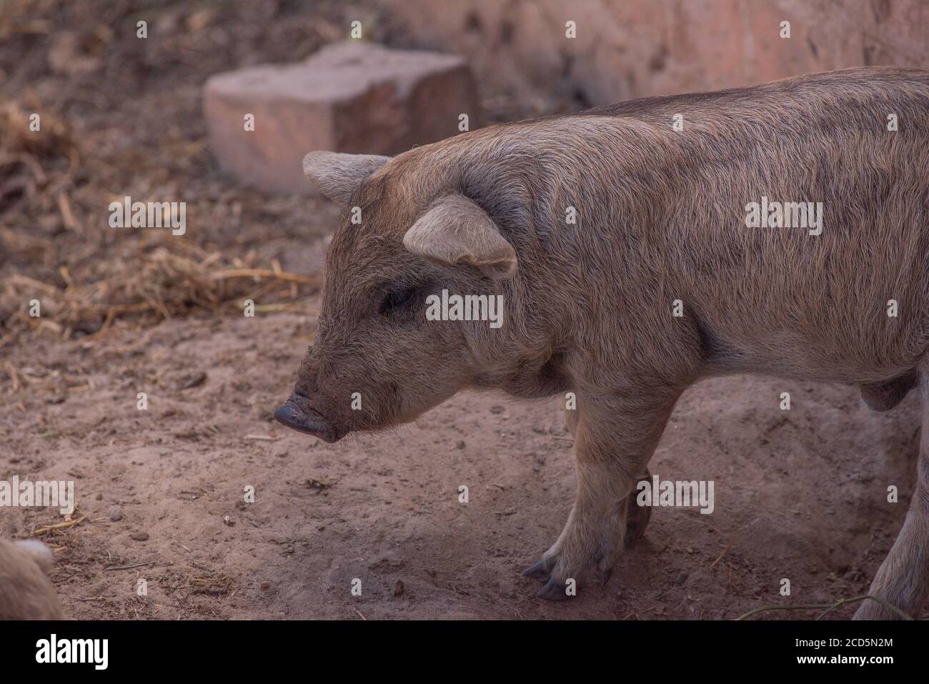 Mangalica a Hungarian breed of domestic pig. Pig mangalitsa Stock Photo ...
