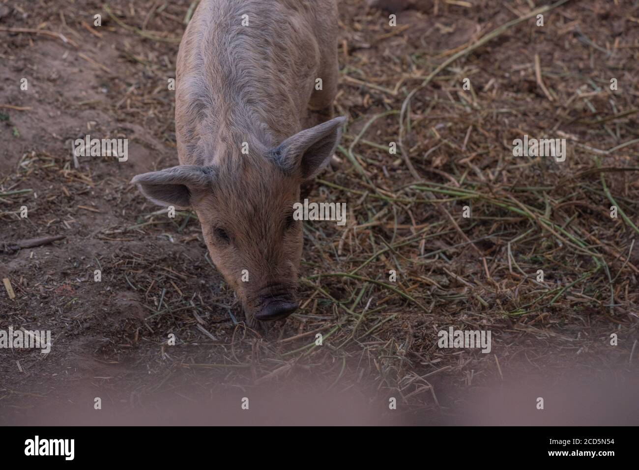 Mangalica a Hungarian breed of domestic pig. Pig mangalitsa Stock Photo ...
