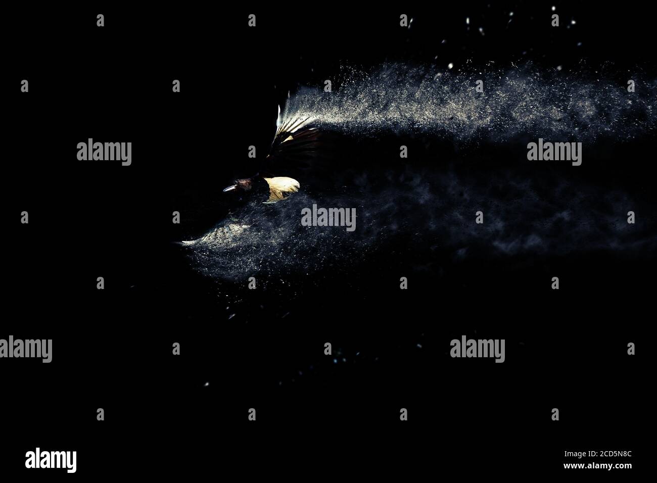 Flying bird. Dispersion, splatter effect. Black background Stock Photo ...