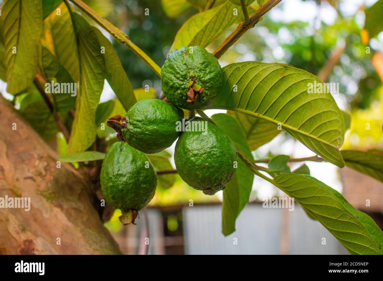 Guava is a common tropical fruit cultivated in many tropical and ...