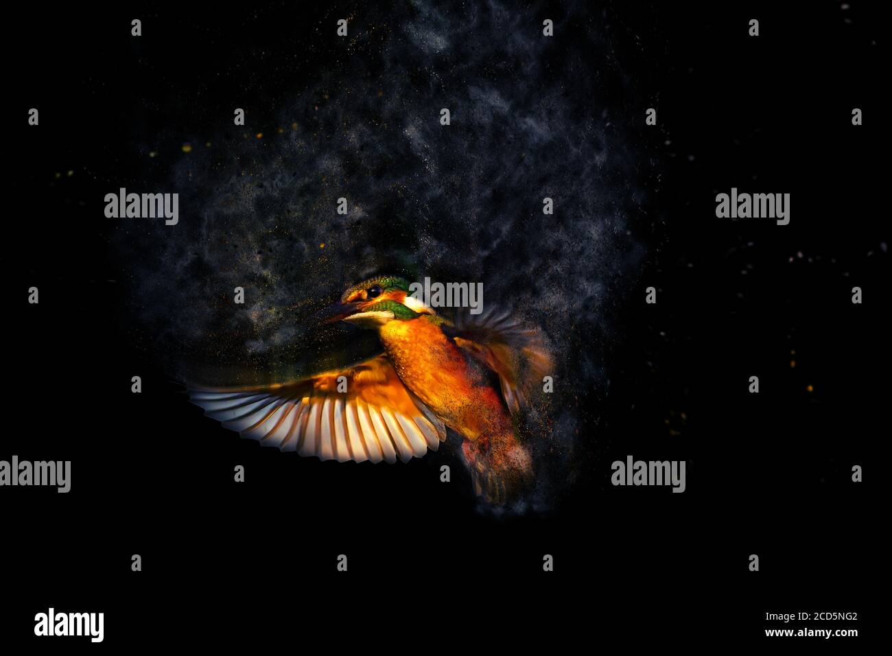 Flying bird. Dispersion, splatter effect. Black background Stock Photo ...