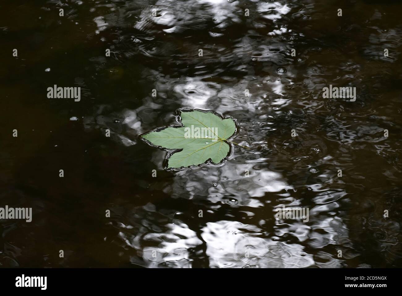 Closeup shot of a single leaf floating on water Stock Photo - Alamy