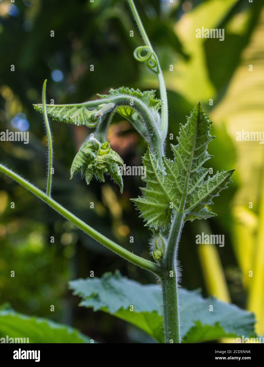Bottle gourd lagenaria siceraria hi-res stock photography and images ...