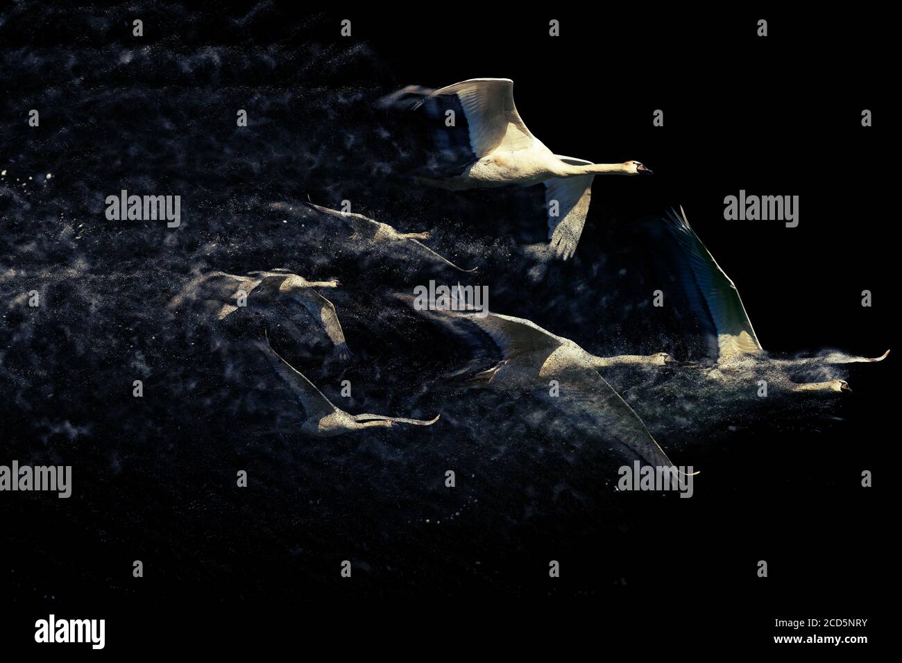 Flying bird. Dispersion, splatter effect. Black background Stock Photo ...