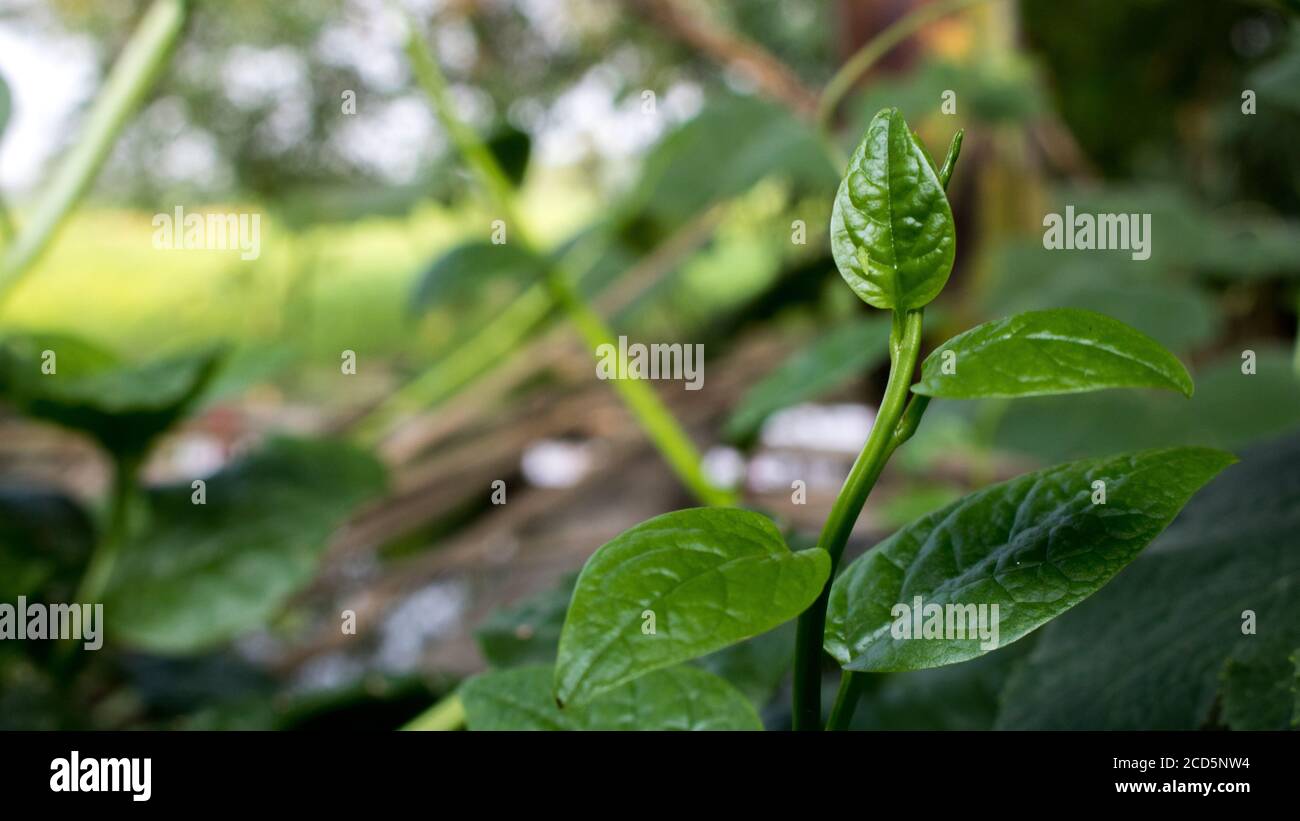 Malabar spinaches hi-res stock photography and images - Alamy