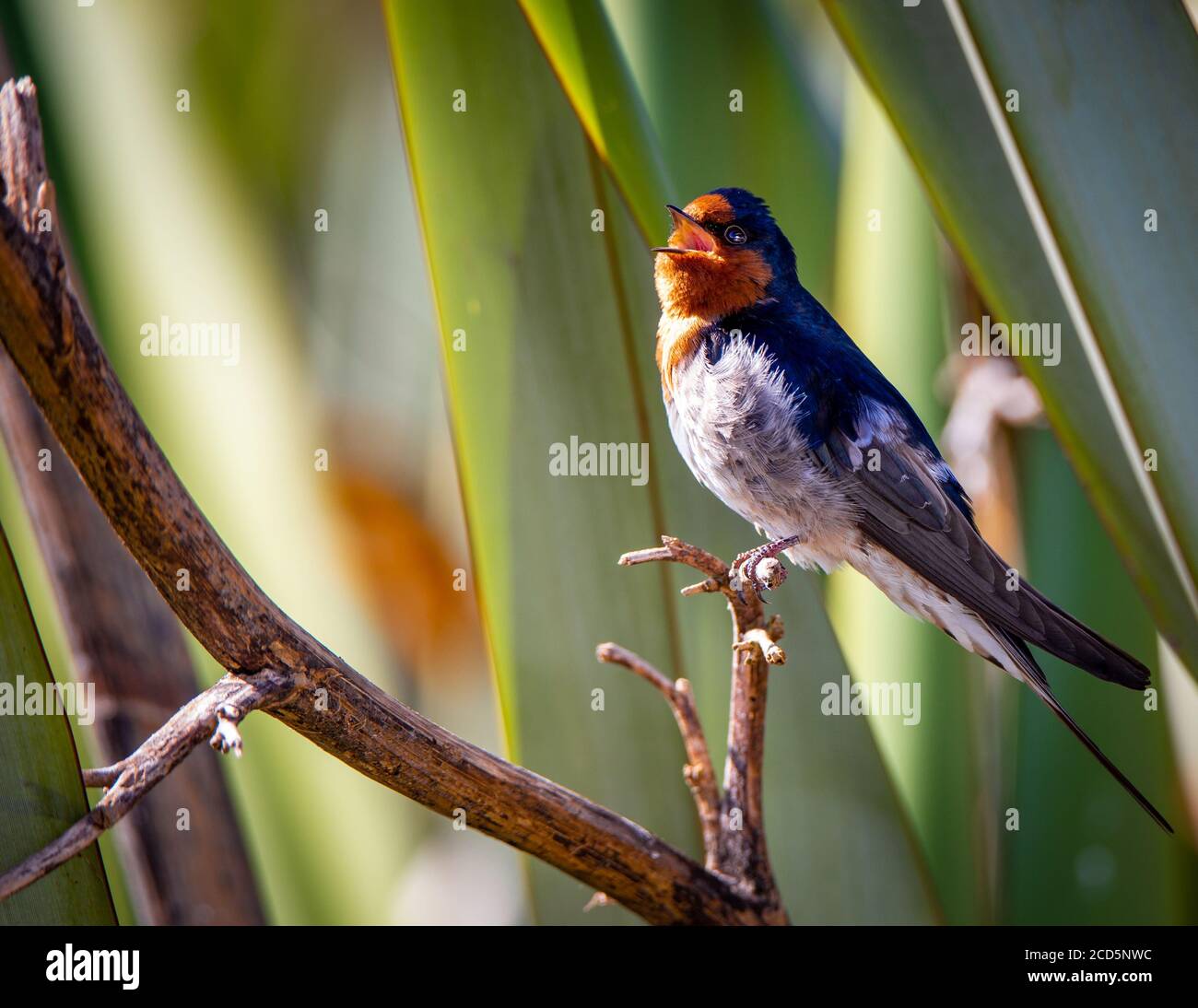 Welcome swallow hi-res stock photography and images - Alamy