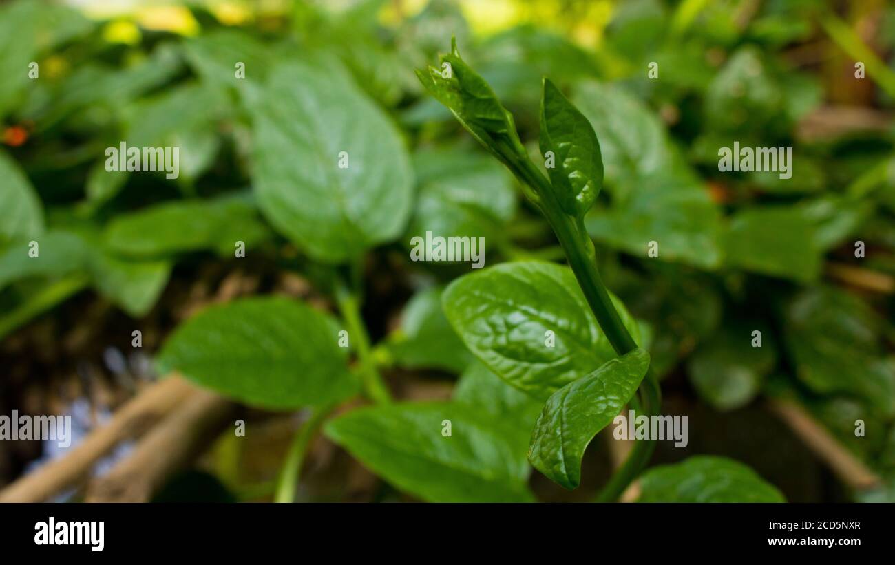 Malabar spinaches hi-res stock photography and images - Alamy