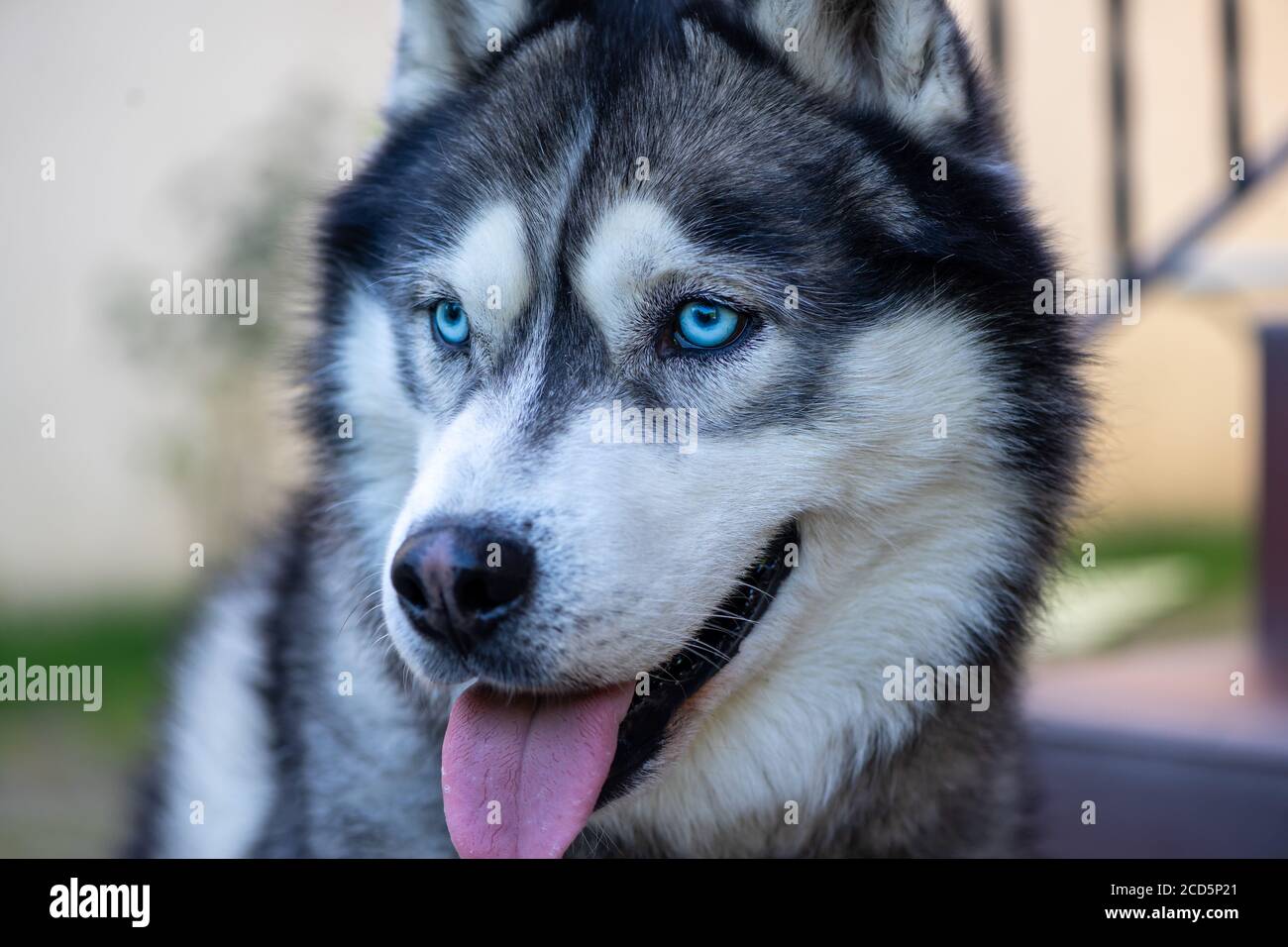 Close-up portrait of a huski dog with blue eye Stock Photo - Alamy