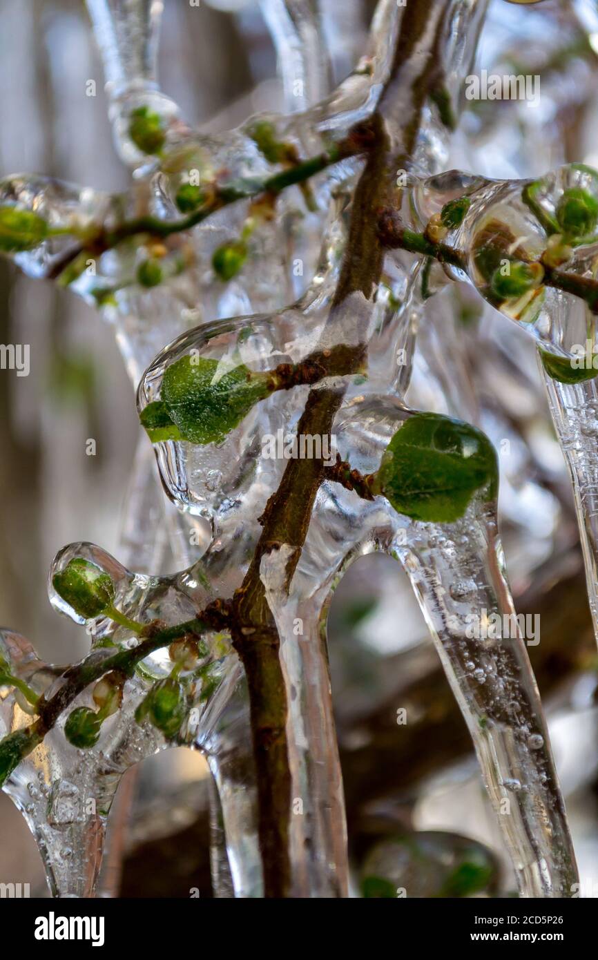 Close-up of frozen tree branches. Ice covered tree branches with green ...