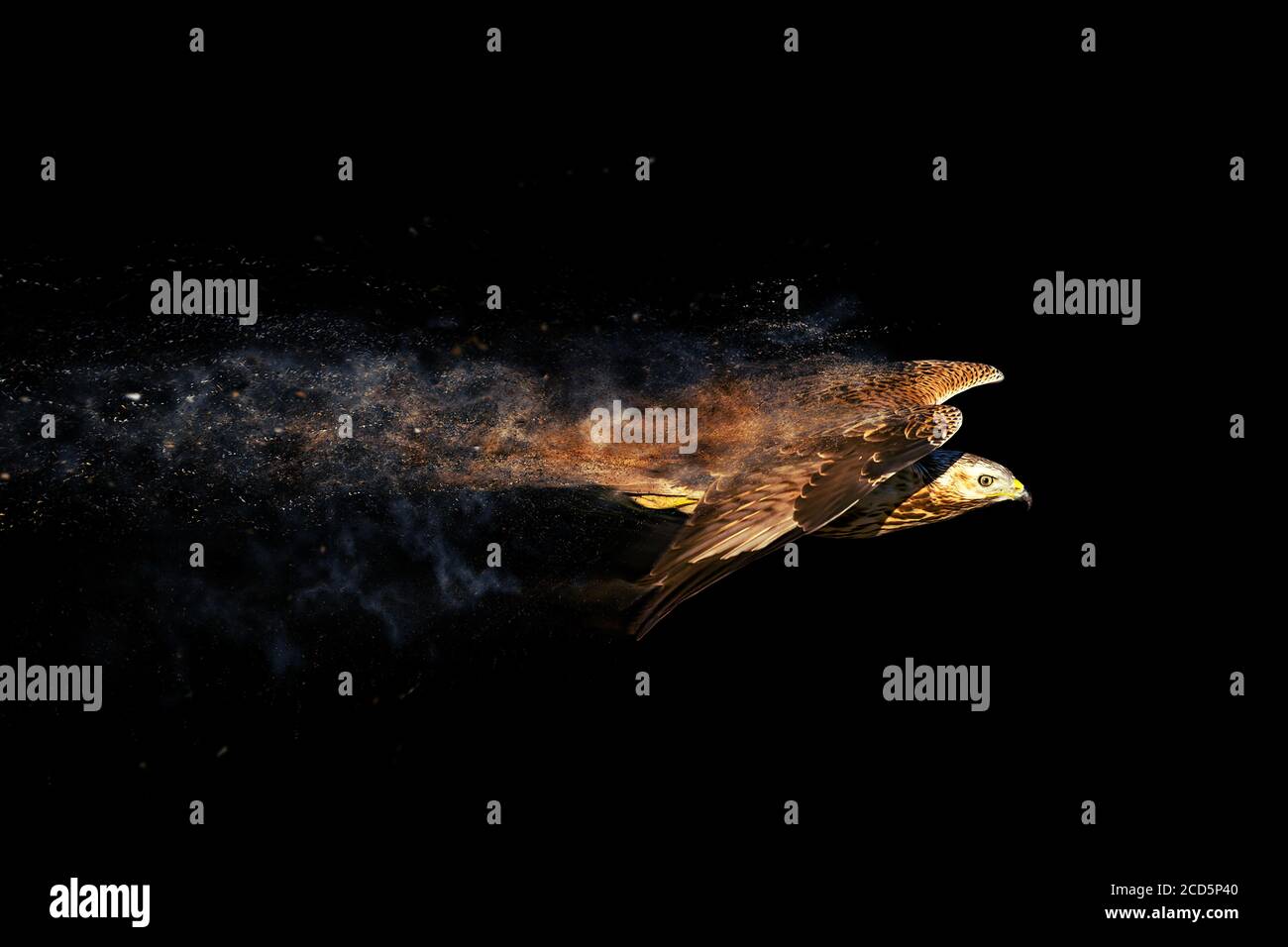 Flying bird. Dispersion, splatter effect. Black background Stock Photo ...