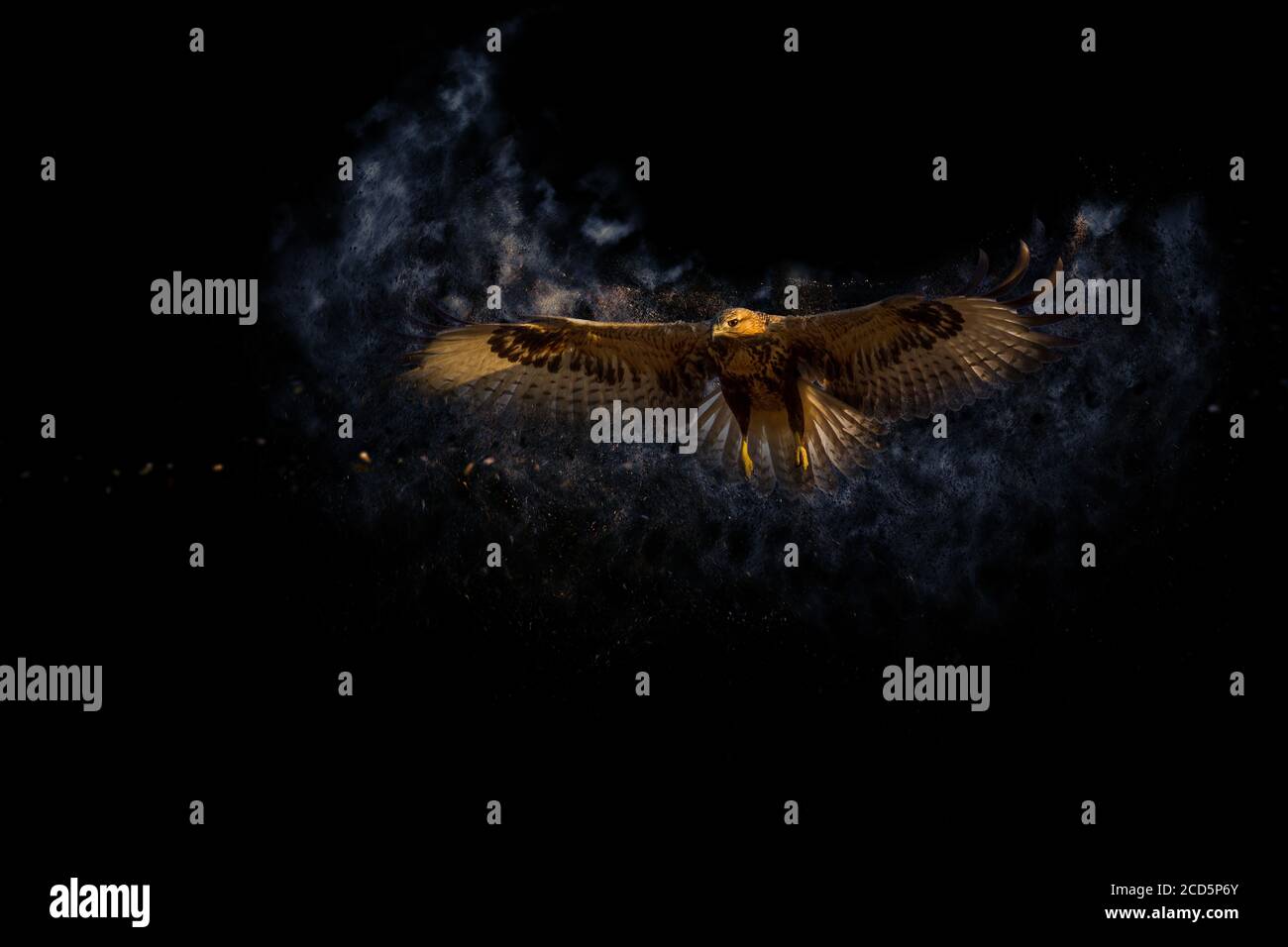 Flying bird. Dispersion, splatter effect. Black background Stock Photo ...