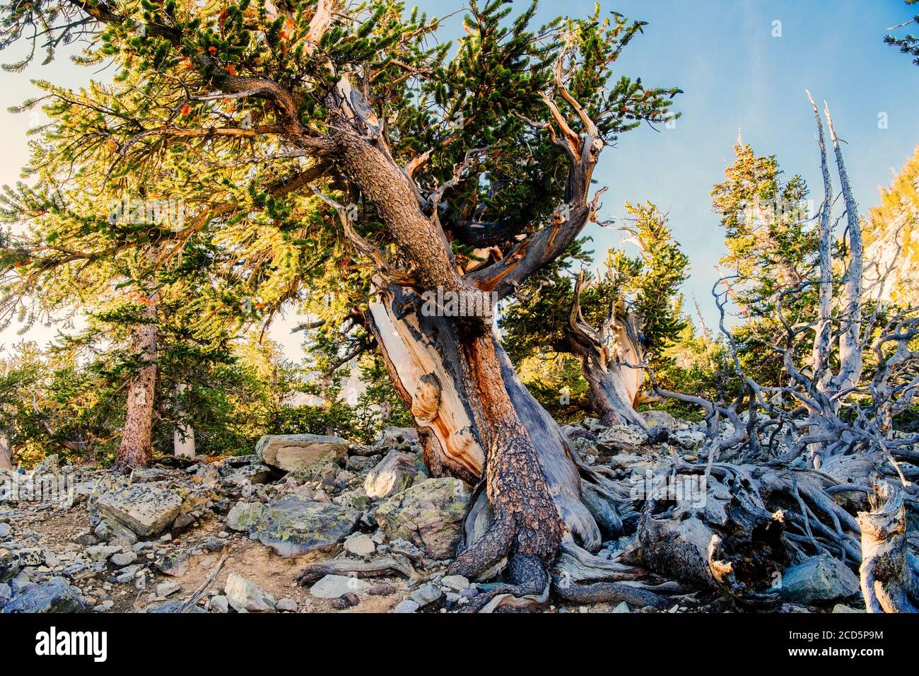 White pine hi-res stock photography and images - Alamy