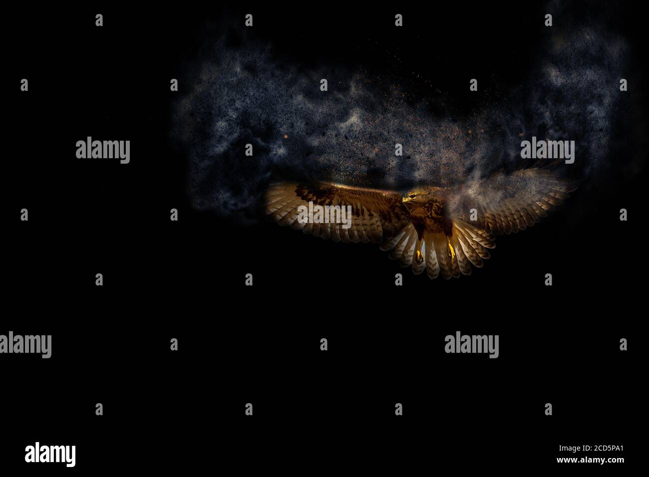 Flying bird. Dispersion, splatter effect. Black background Stock Photo ...