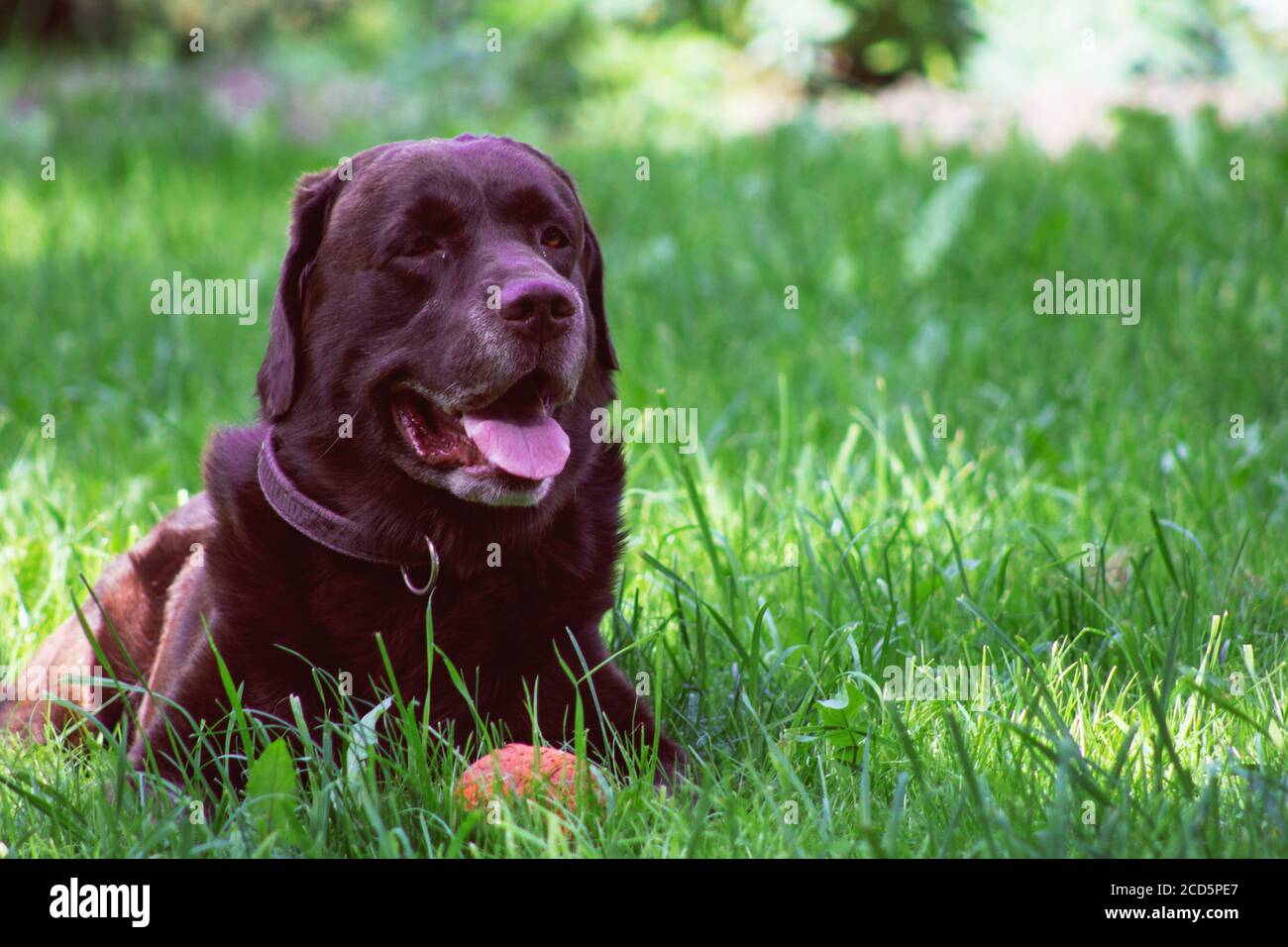 brown dog labrador in the grass for a walk face Stock Photo - Alamy