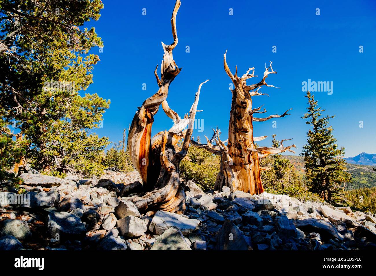 Bristlecone Pine Tree Great Basin High Resolution Stock Photography and ...