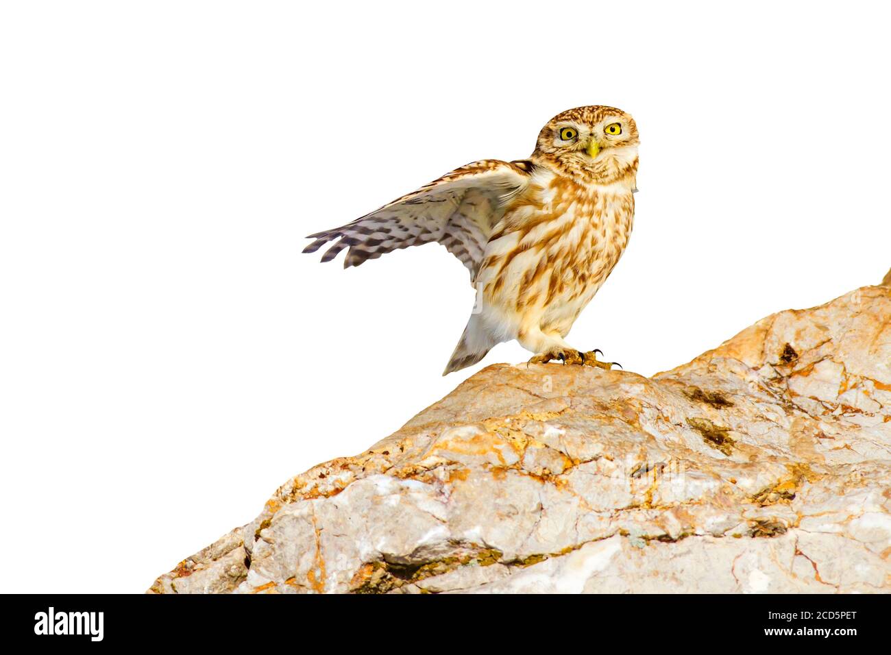 Isolated bird. White background. Little owl Stock Photo - Alamy