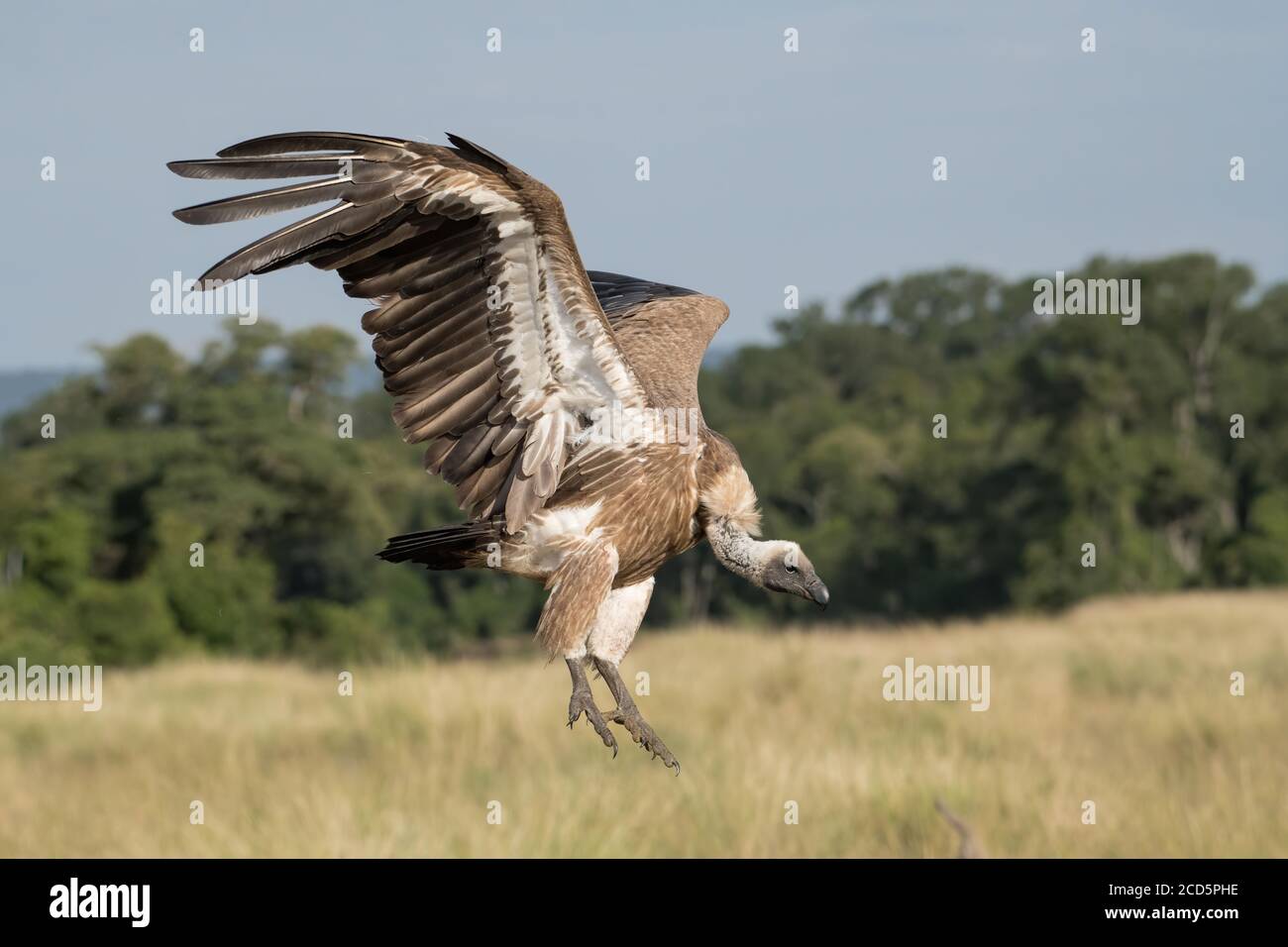A white-backed vulture descends with wings spread and talons out as it ...