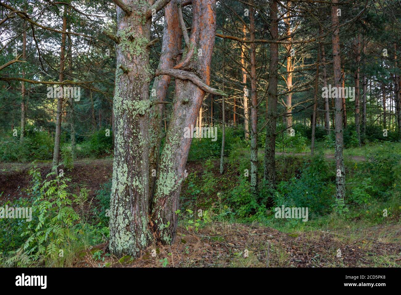 In the forest two pines grow side by side Stock Photo - Alamy