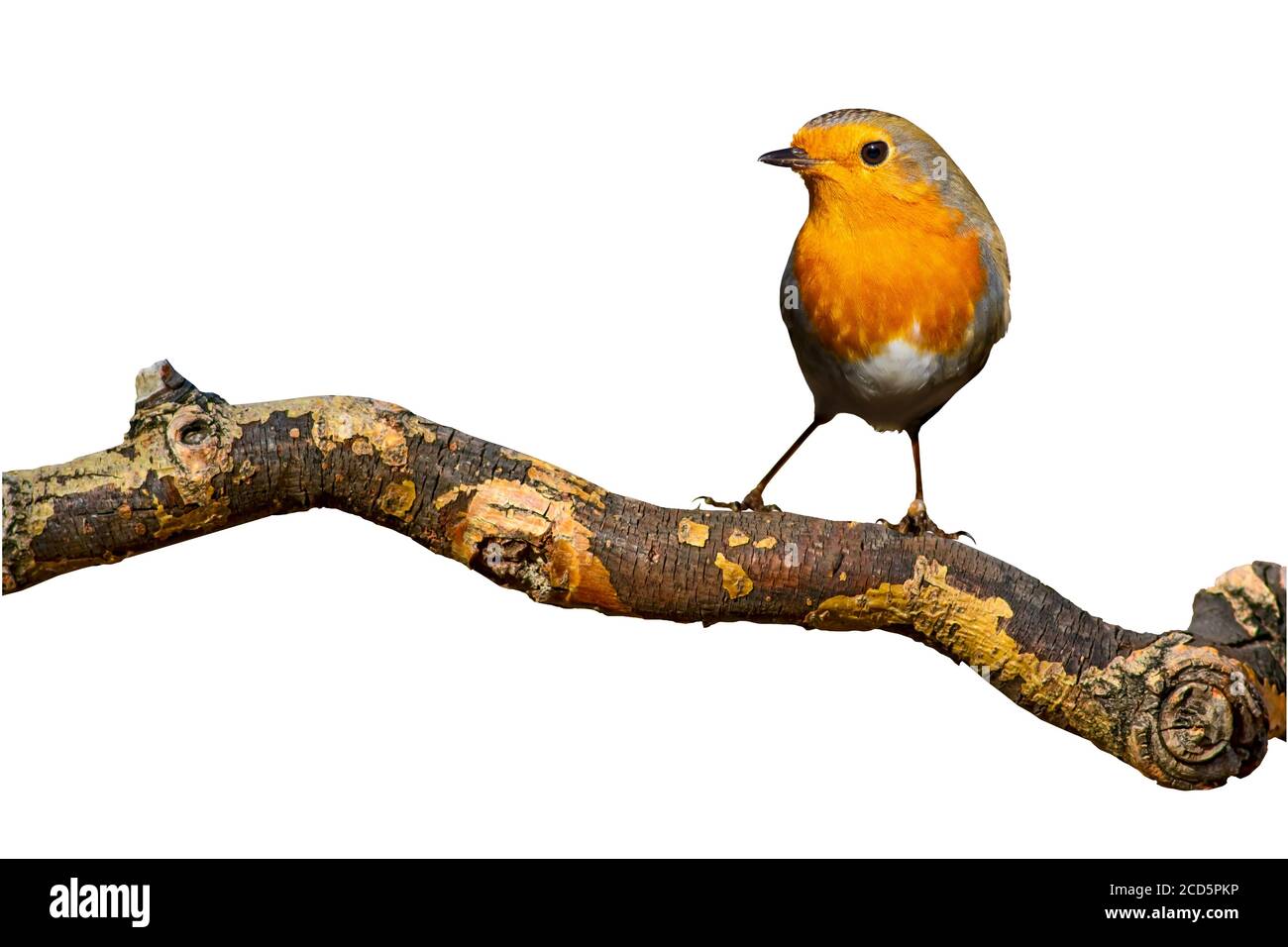 Isolated bird European Robin. White background Stock Photo - Alamy
