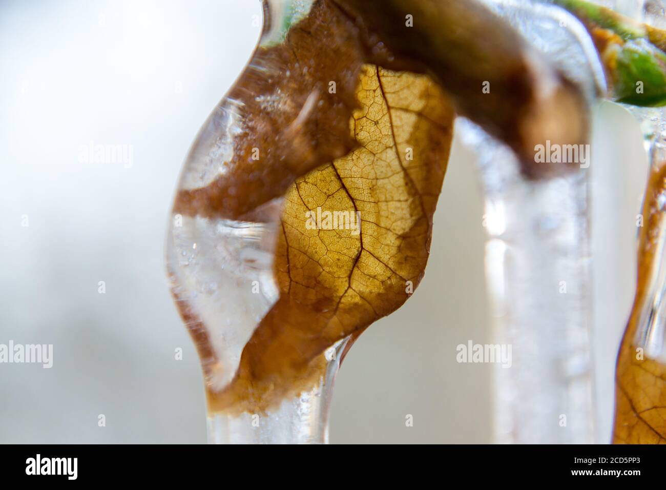 Close-up of frozen tree branches. Ice covered tree branches with green ...