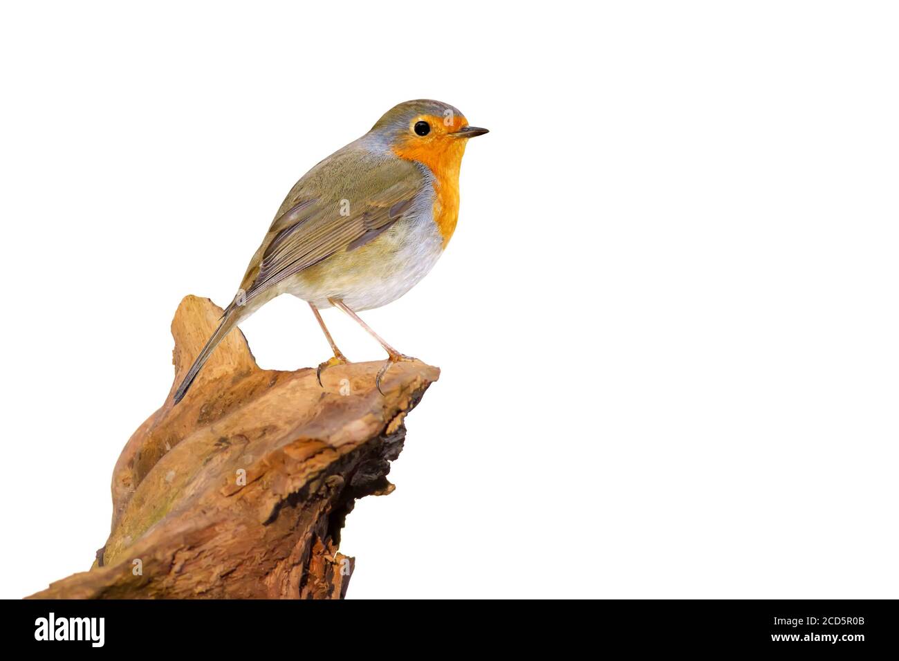 Isolated bird European Robin. White background Stock Photo - Alamy