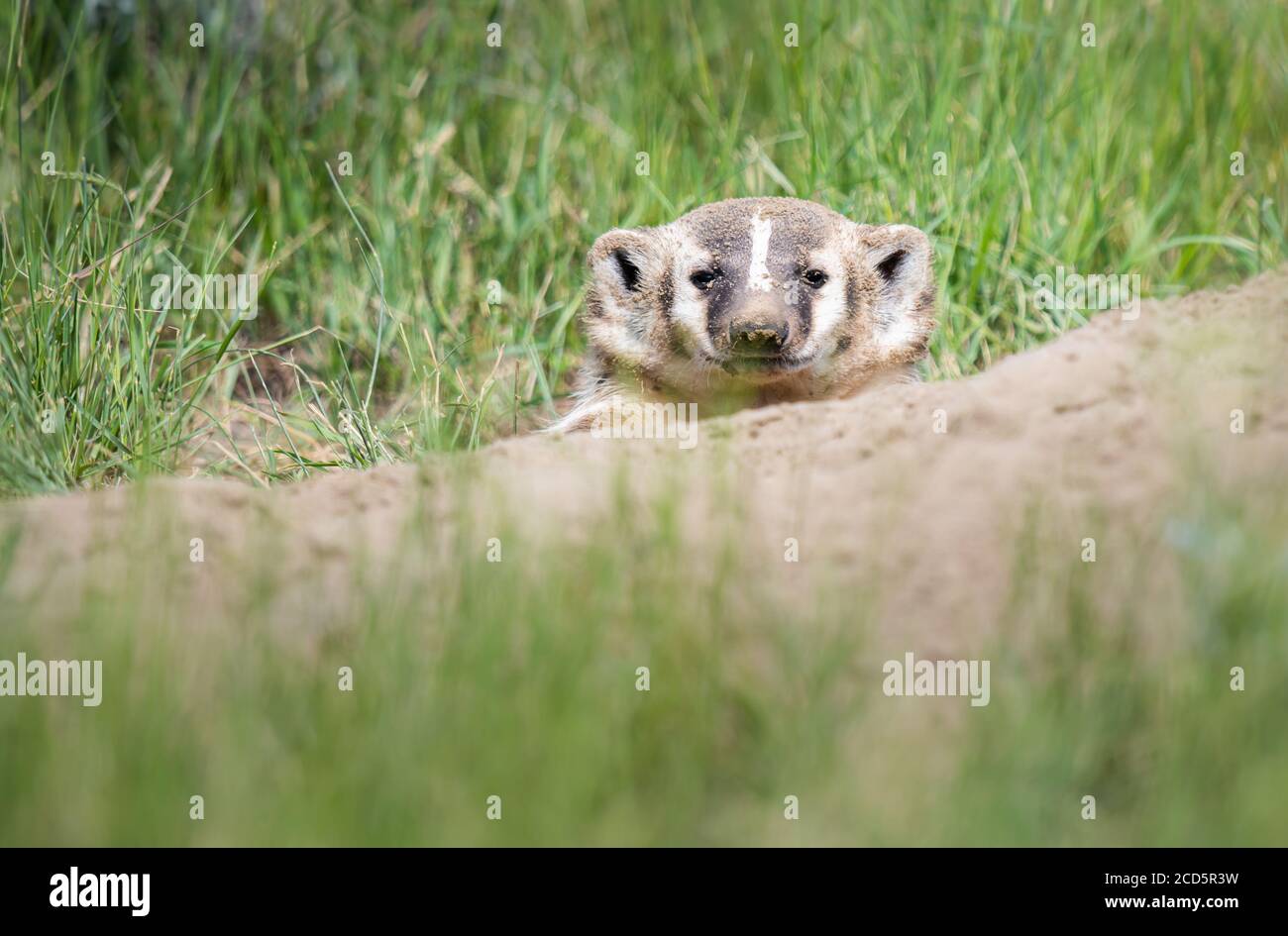 Badger in the wild Stock Photo - Alamy